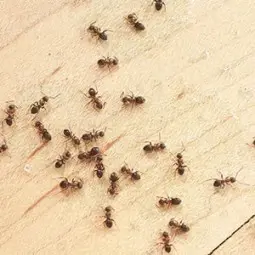 Best Pest Control Abu Dhabi | Abu Dhabi Pest Control Companies